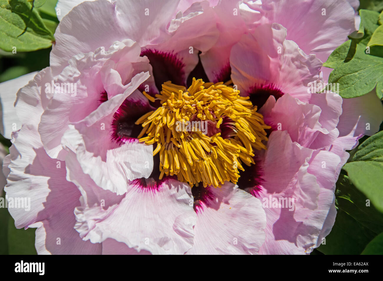 Close up of a peony flower hi-res stock photography and images - Alamy