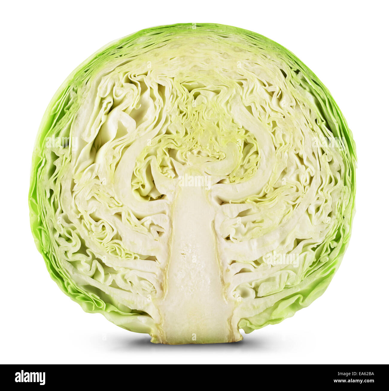 Cabbage cross section Cut Out Stock Images & Pictures - Alamy