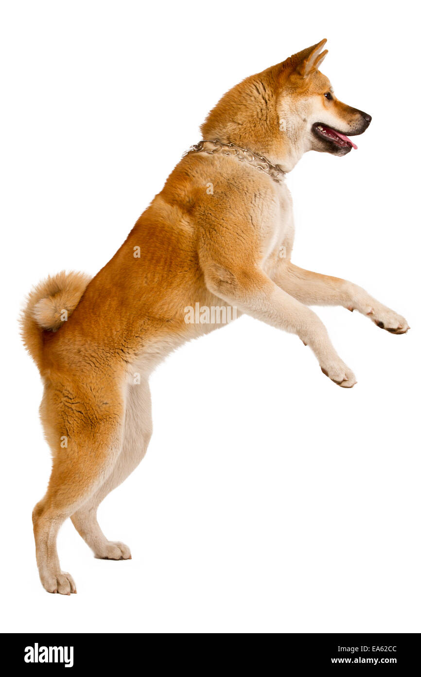 Akita head shot hi-res stock photography and images - Alamy