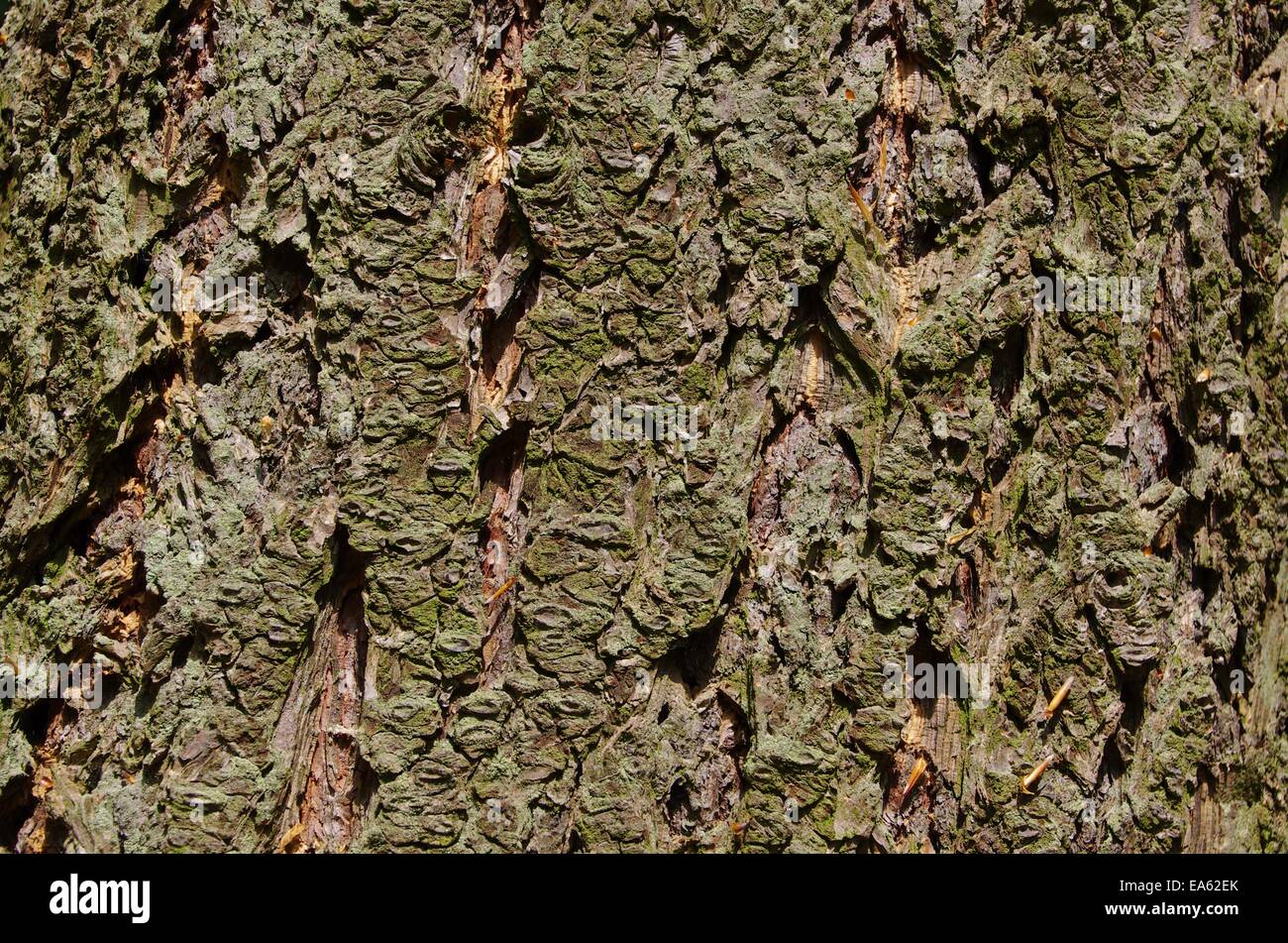 Old Wood Tree Stock Photo - Alamy