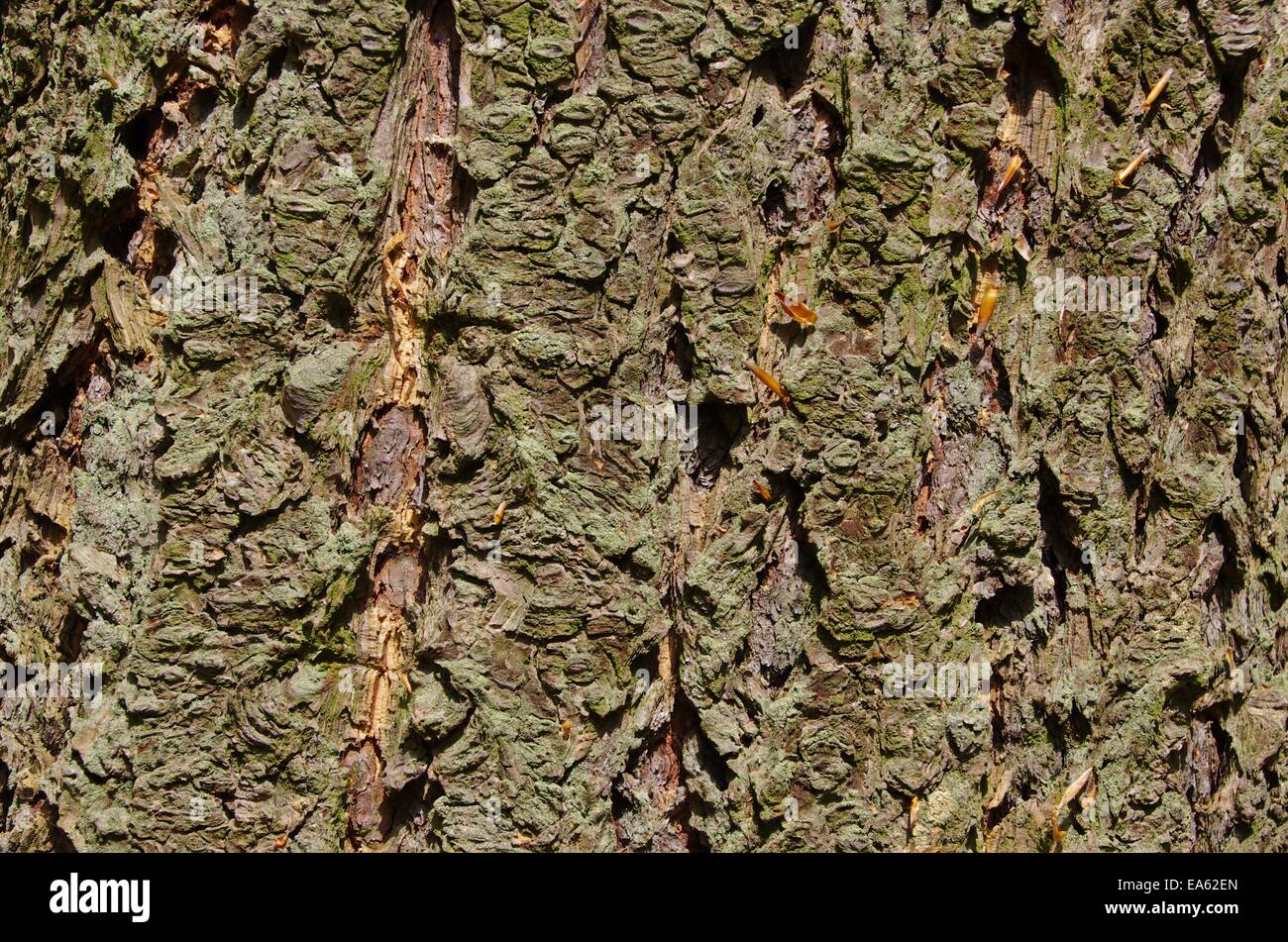 Old Wood Tree Stock Photo - Alamy