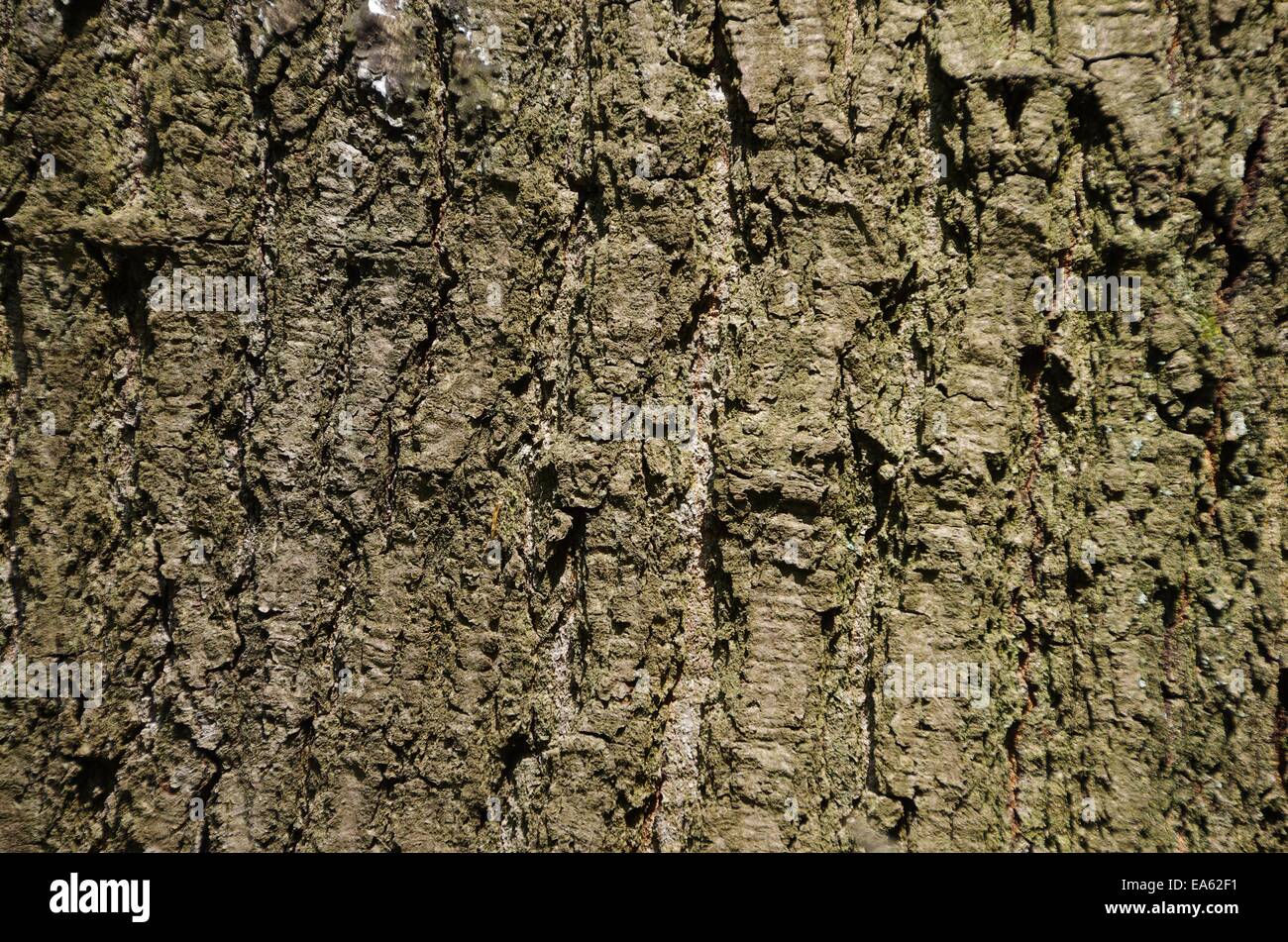 Old Wood Tree Stock Photo - Alamy