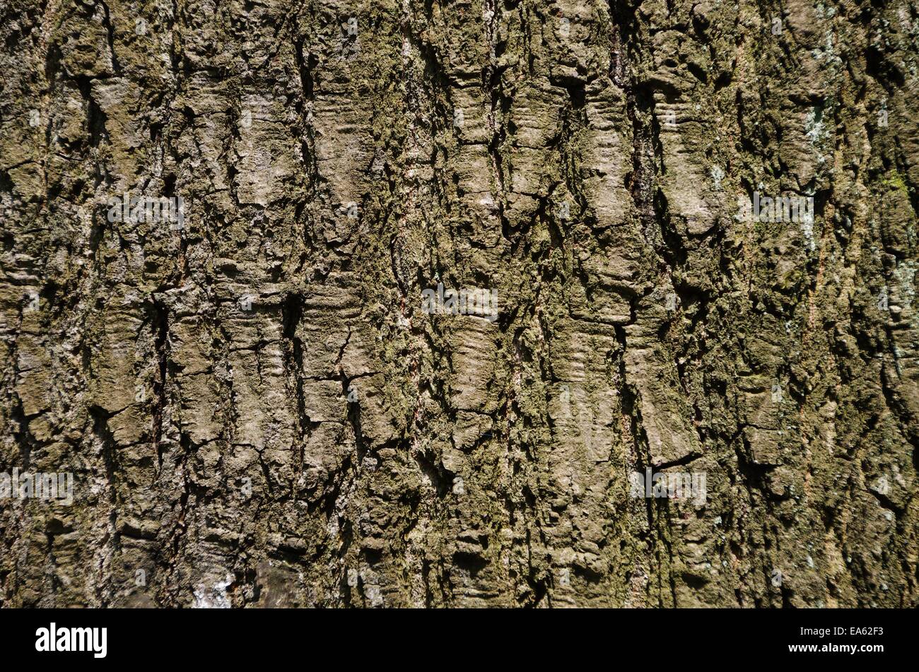 Old Wood Tree Stock Photo - Alamy