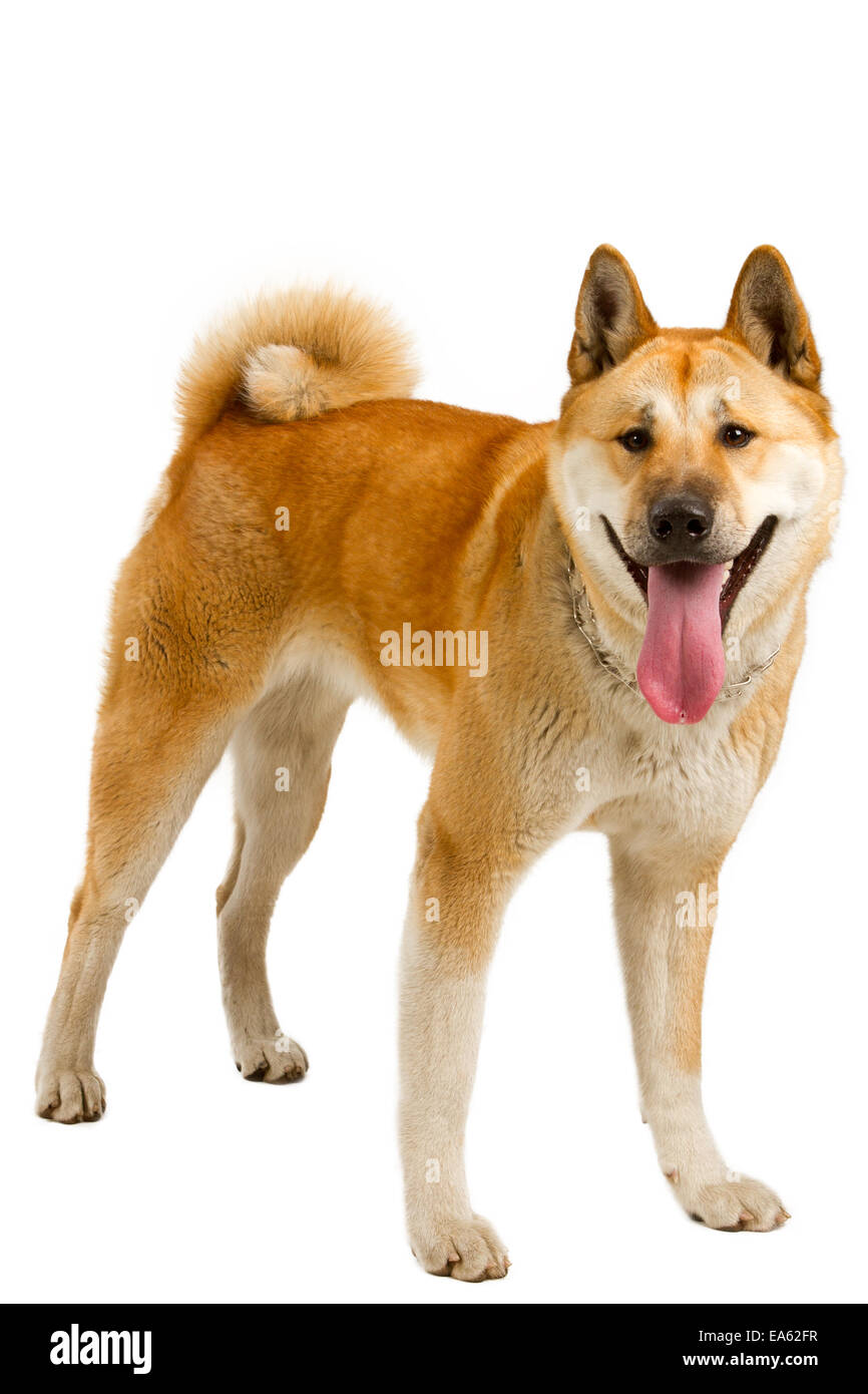 Akita head shot hi-res stock photography and images - Alamy