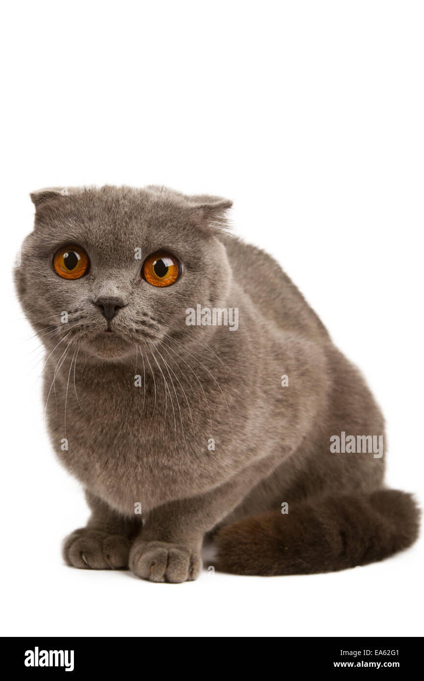 Front view old british Cut Out Stock Images & Pictures - Alamy