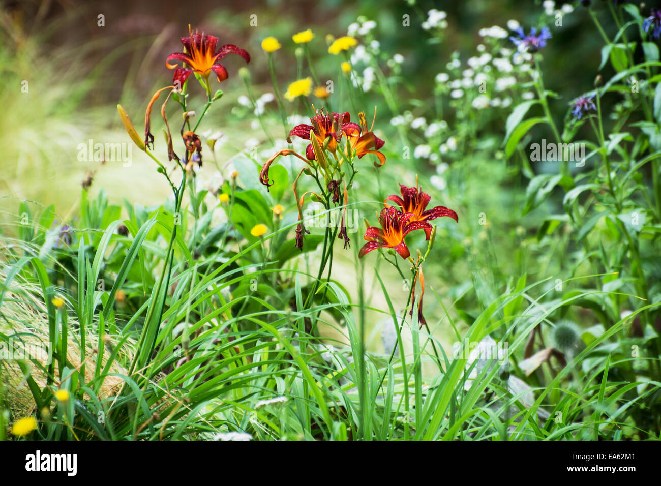 Sun-drenched meadow with various flowers. Natural background Stock ...