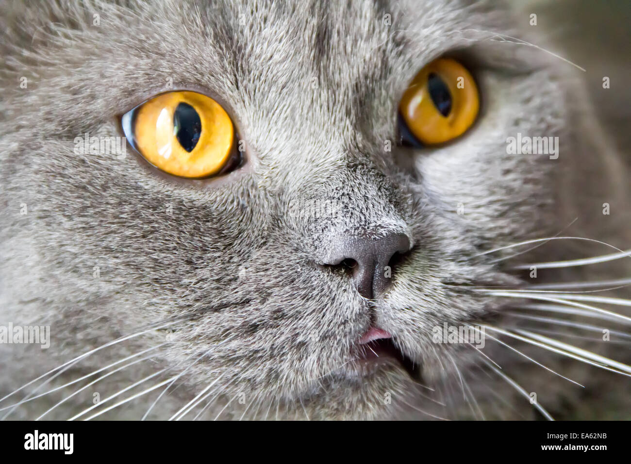 Cat portrait with yellow eyes Stock Photo - Alamy