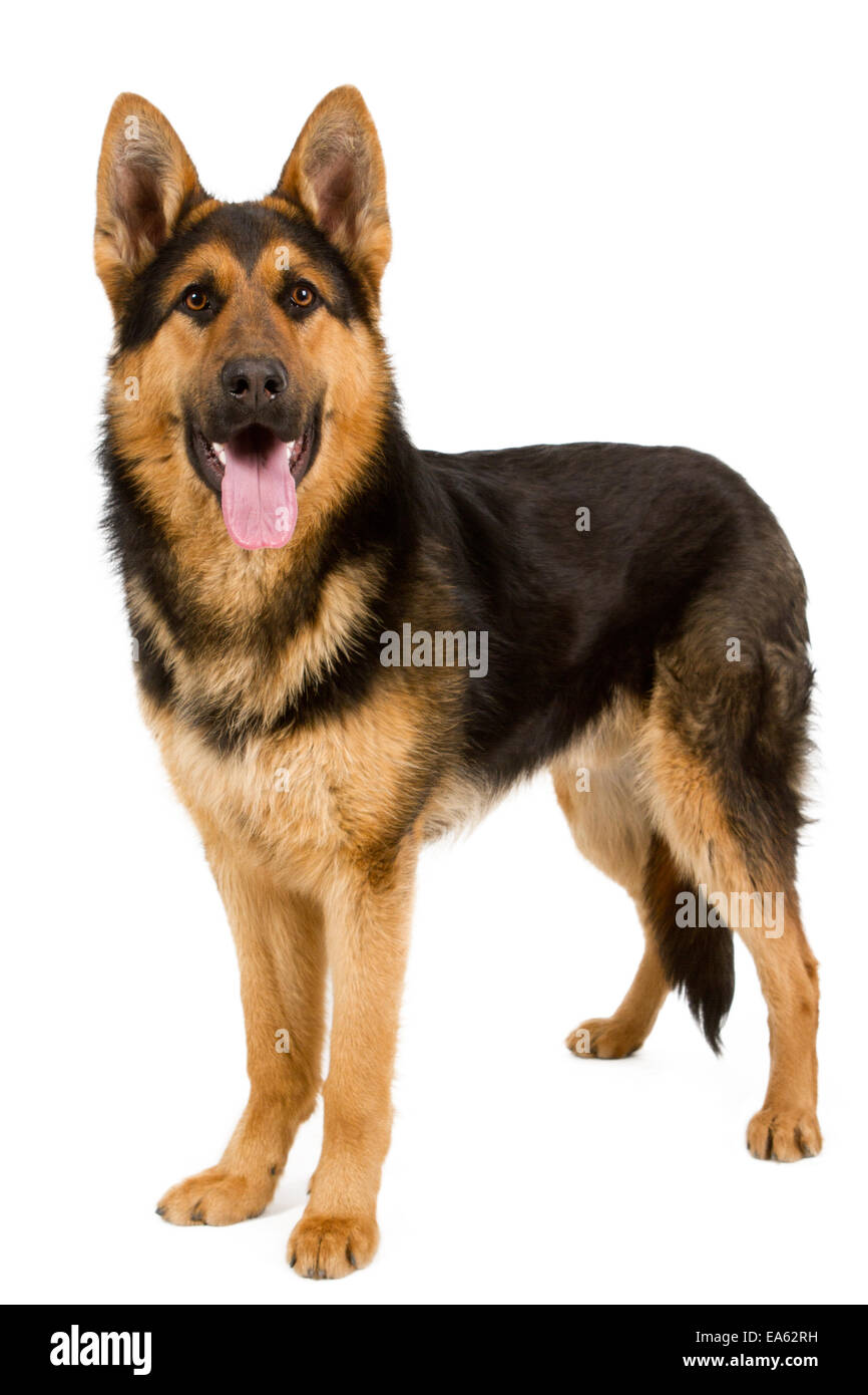 Furry german shepherd Cut Out Stock Images & Pictures - Alamy