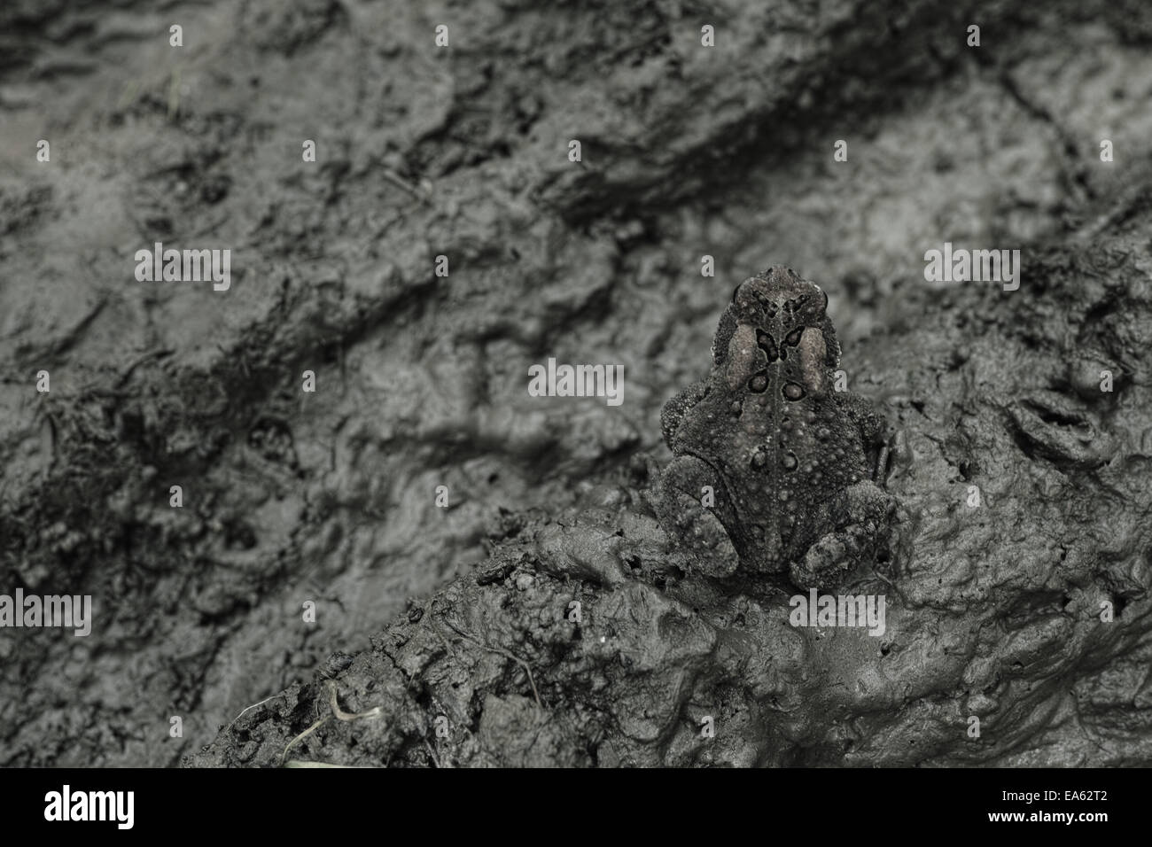 A wood frog disappears into the background using its natural camouflage ...