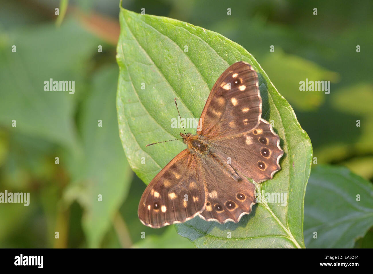 Speckled wood hi-res stock photography and images - Alamy