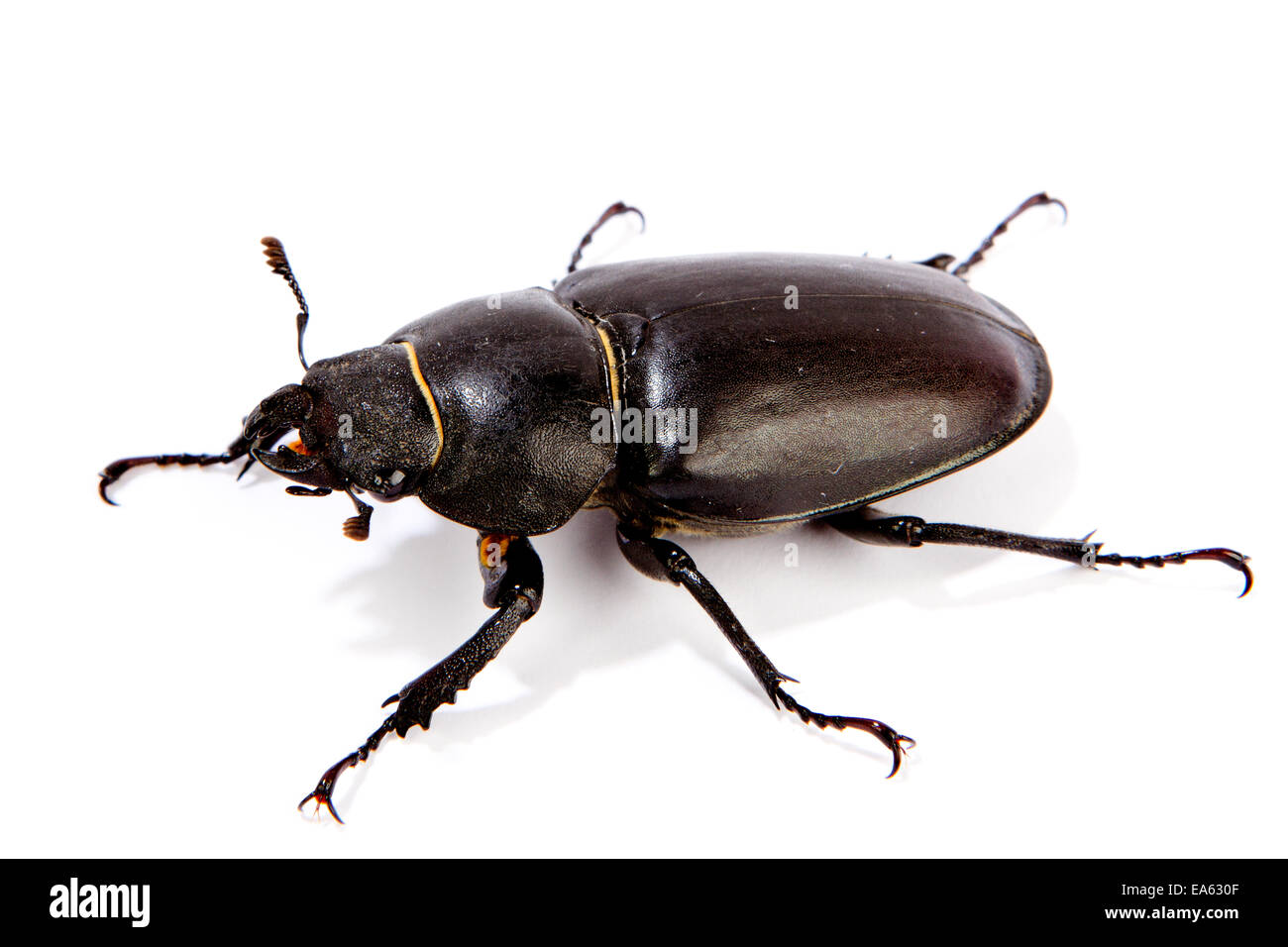 Female Stag Beetle isolated on white Stock Photo - Alamy