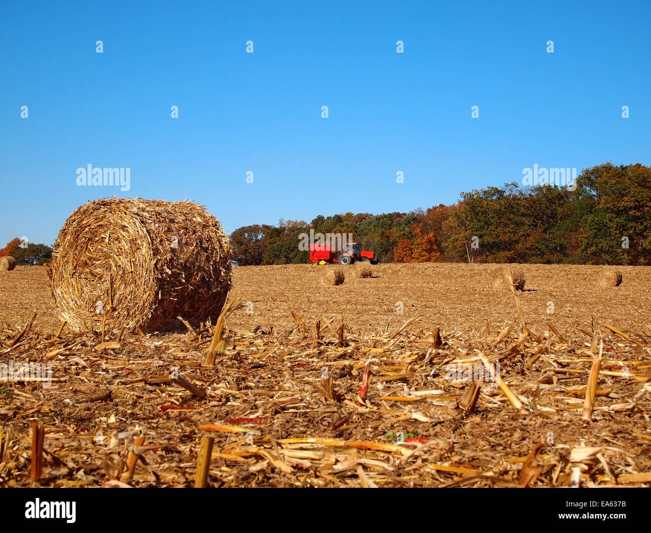 Round bales of dried corn stalks in a field after the harvest with a ...