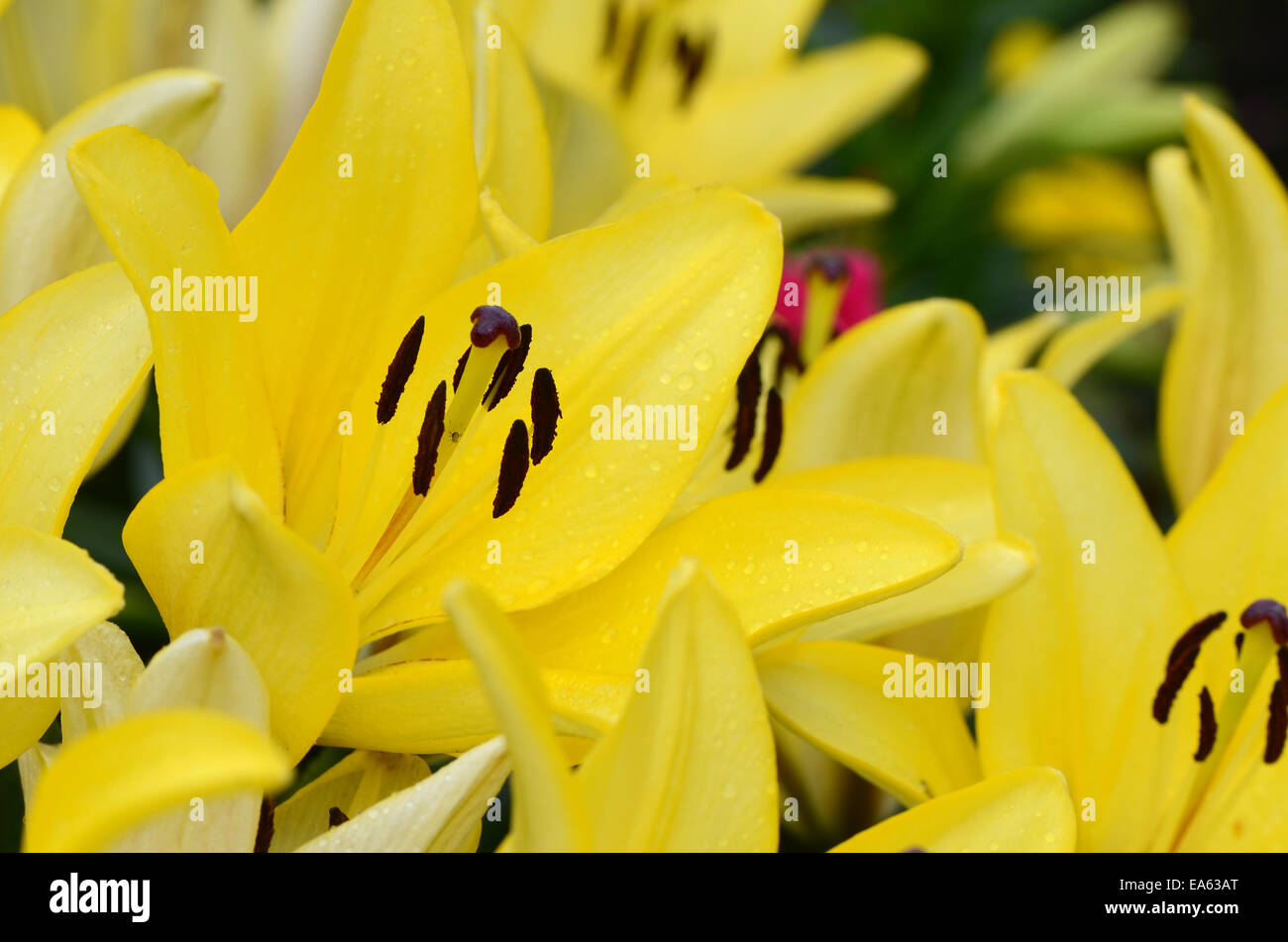 yellow lily flower Stock Photo - Alamy