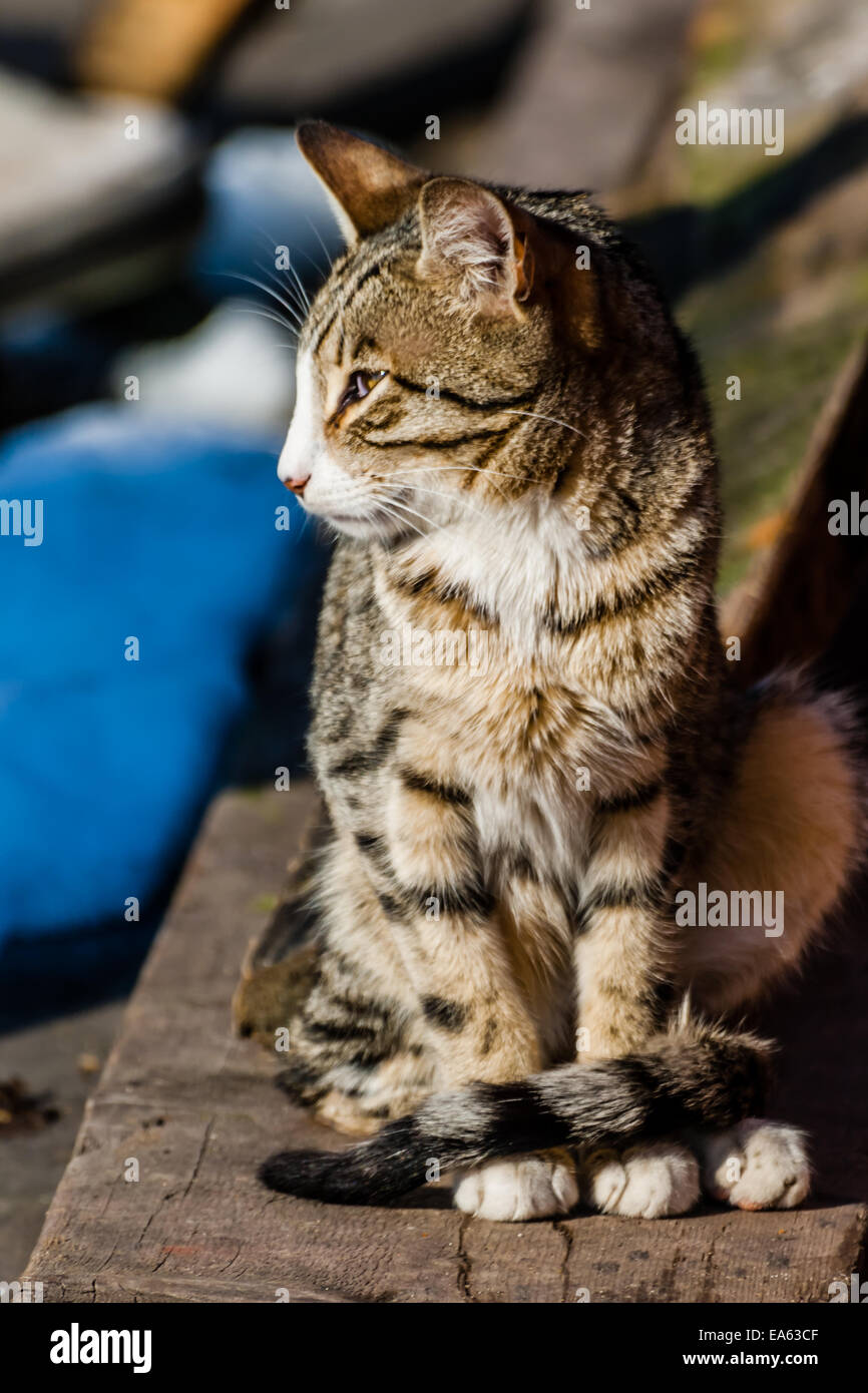 Cat on old boat relaxing near the sea at Bosphorus Stock Photo - Alamy