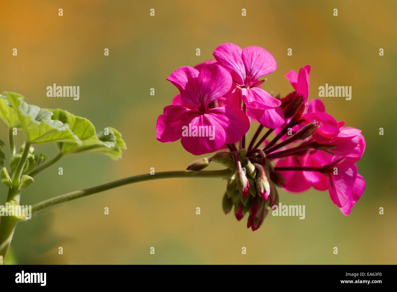 Geranium hi-res stock photography and images - Alamy
