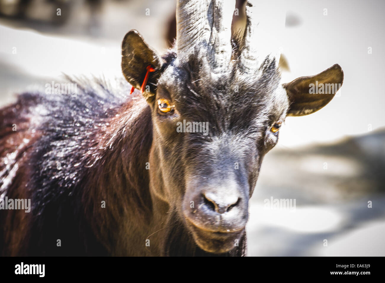 horned, goat with horns and thick fur Stock Photo - Alamy