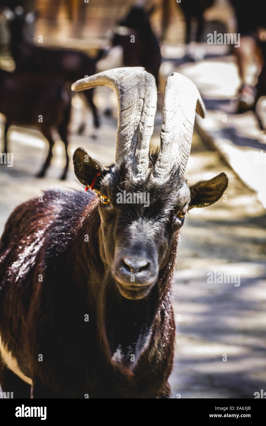 horned, goat with horns and thick fur Stock Photo - Alamy