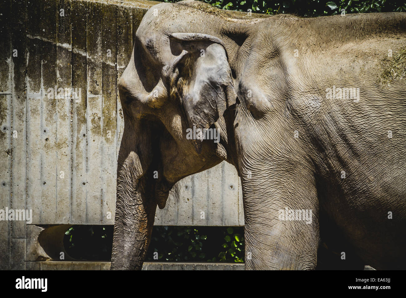 huge and powerful African elephant Stock Photo - Alamy