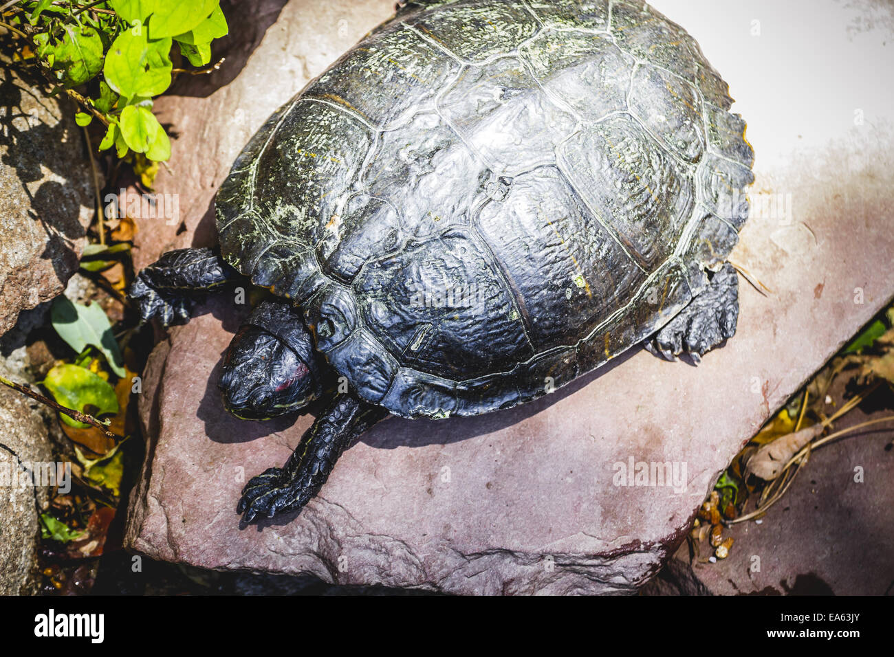 biology, tortoise resting in the sun Stock Photo - Alamy