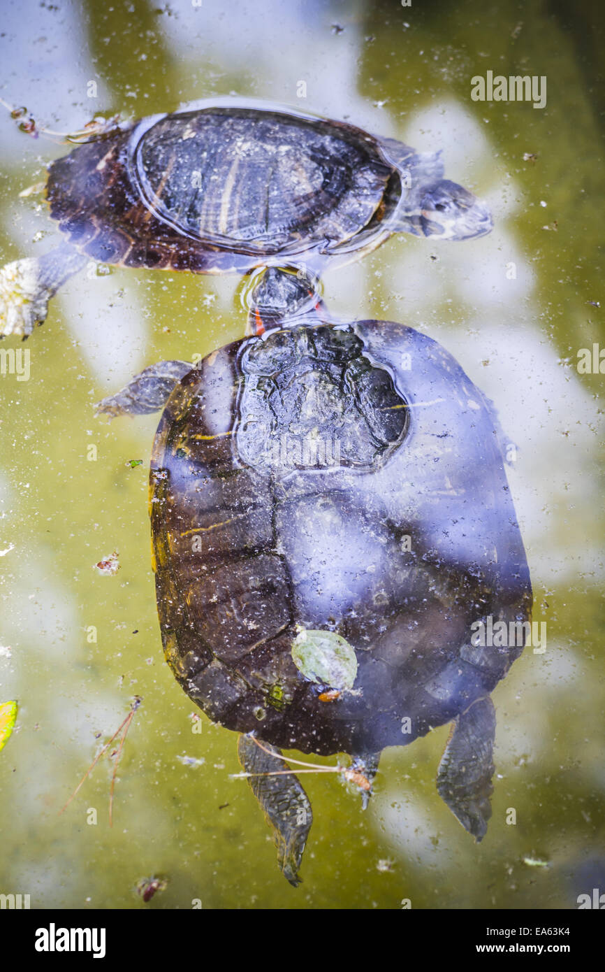 Turtle in sun hi-res stock photography and images - Alamy