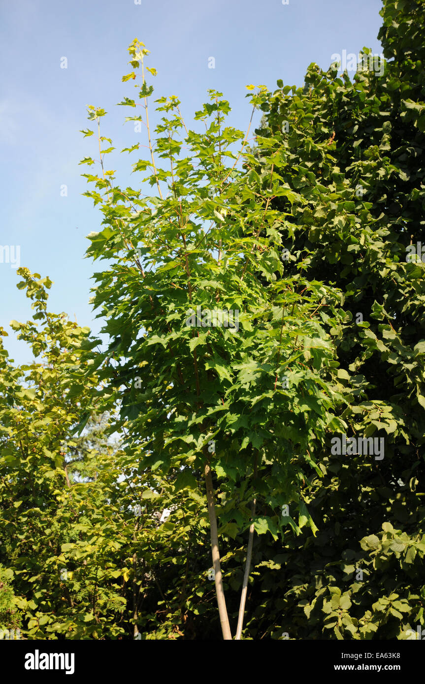 Maple sugar hi-res stock photography and images - Alamy