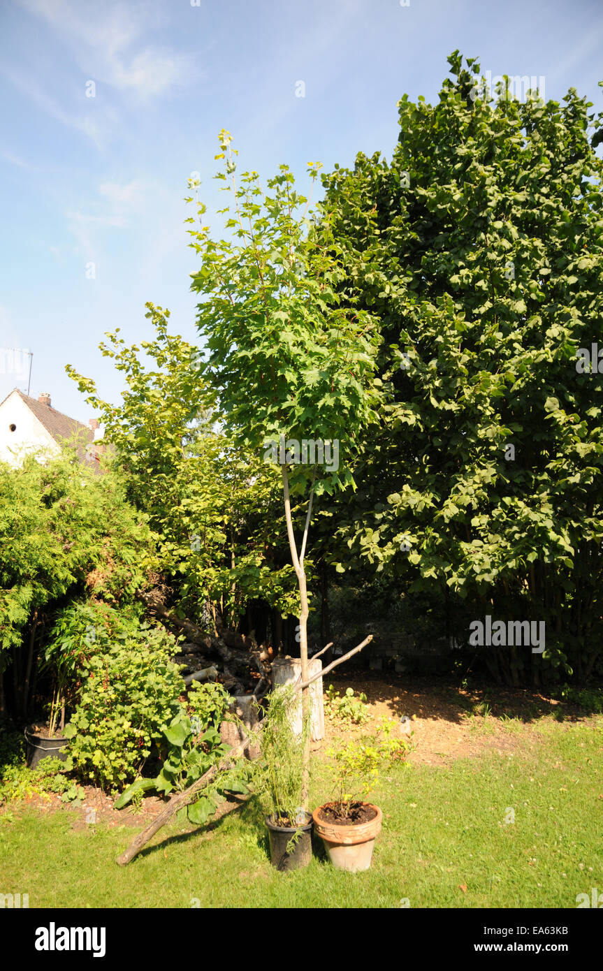 Sugar maples hi-res stock photography and images - Alamy
