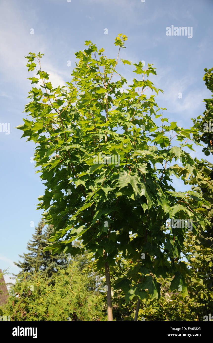 Sugar maples hi-res stock photography and images - Alamy