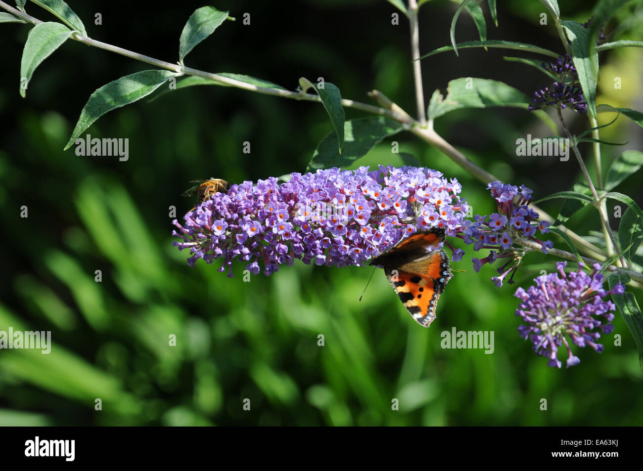 Bush and plants hi-res stock photography and images - Alamy