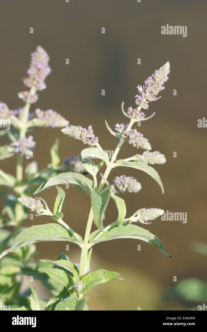 Horse mints hi-res stock photography and images - Alamy
