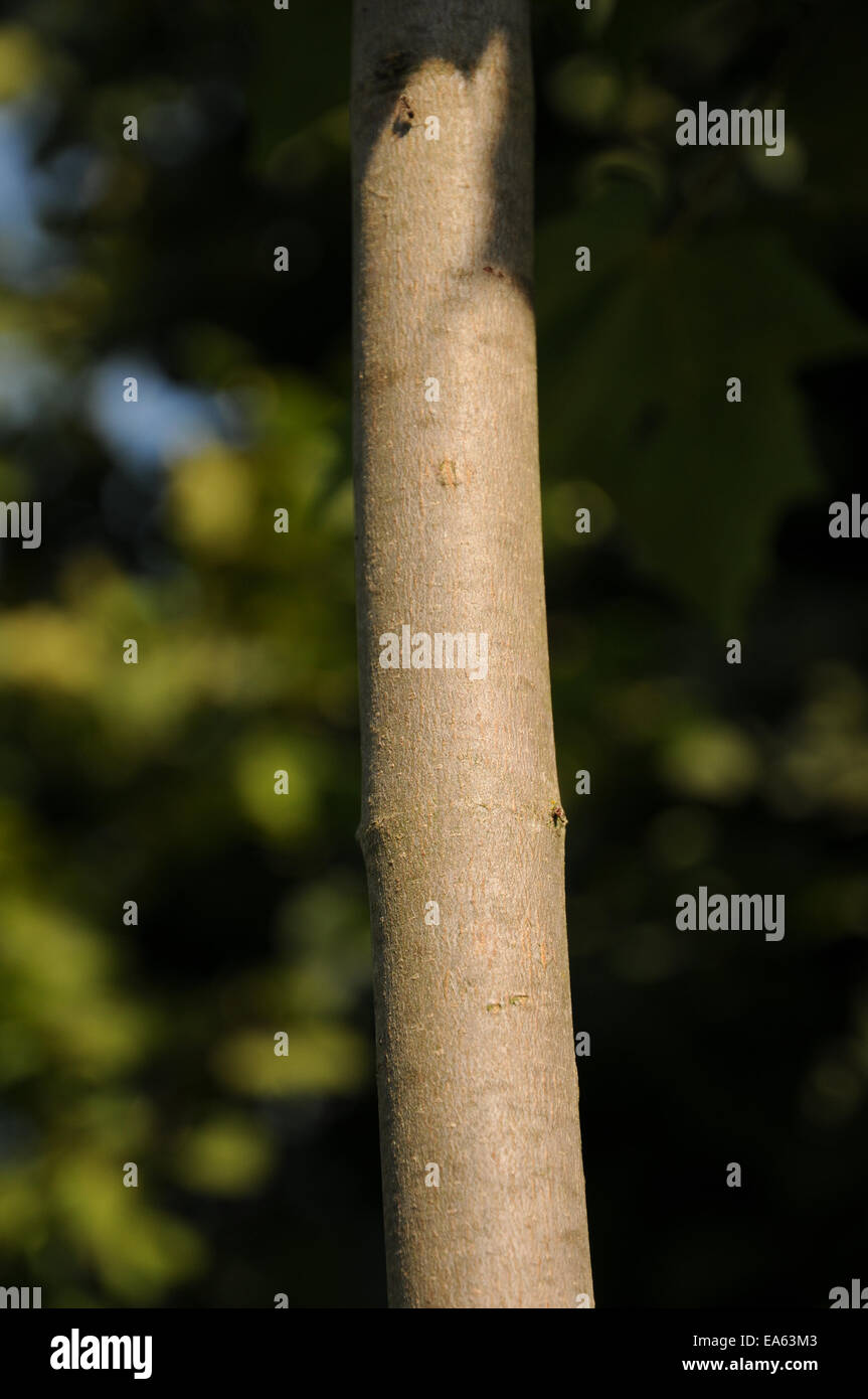 Bark sugar maple tree acer hi-res stock photography and images - Alamy