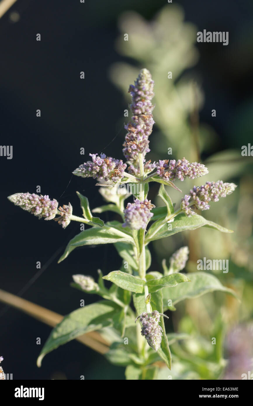 Horsemint mentha longifolia hi-res stock photography and images - Alamy