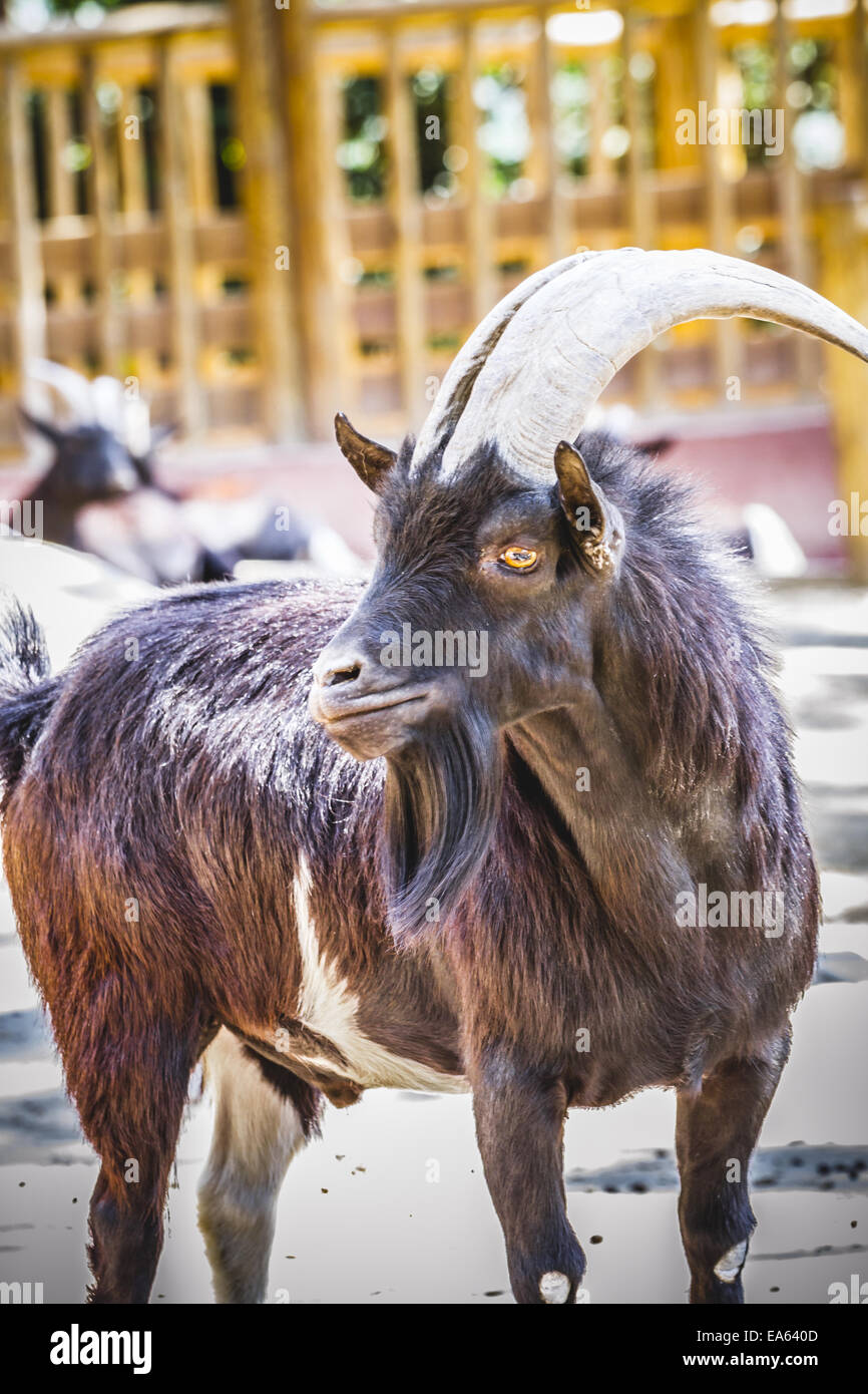 goat with horns and thick fur Stock Photo - Alamy