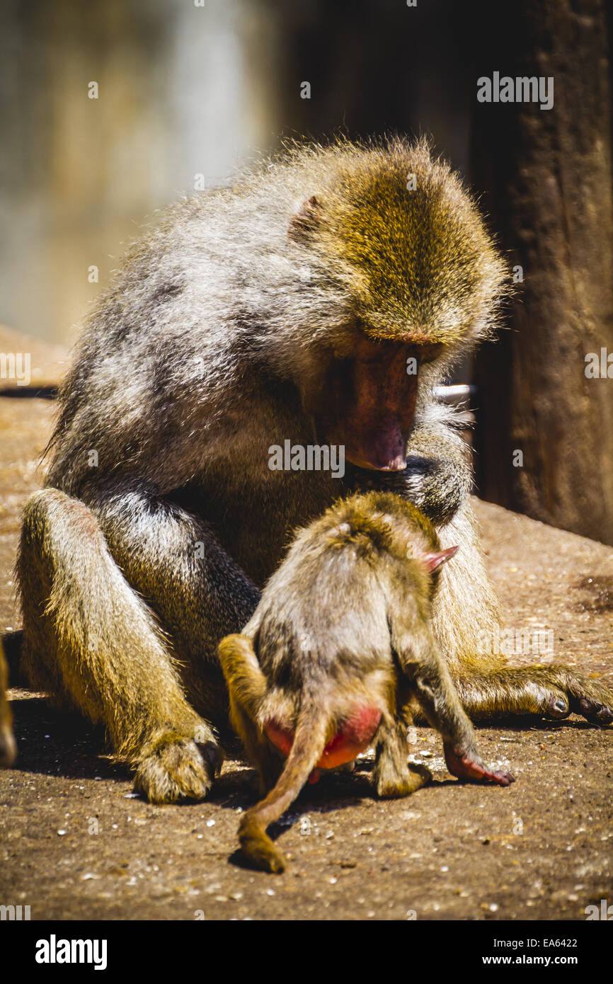 Baboon eating a family group and monkey Stock Photo - Alamy