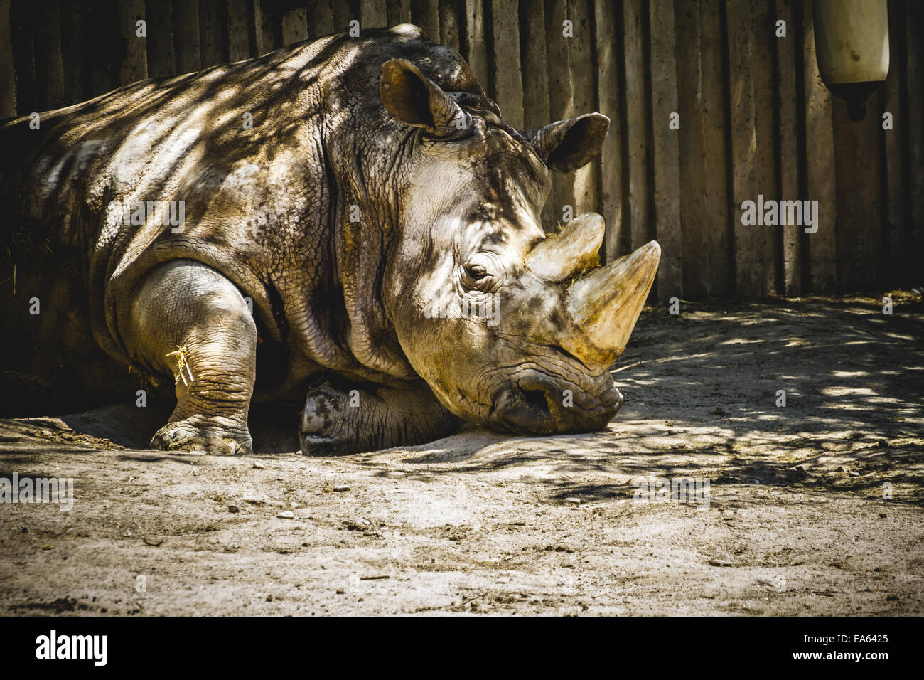 powerful rhino resting in the shade Stock Photo - Alamy