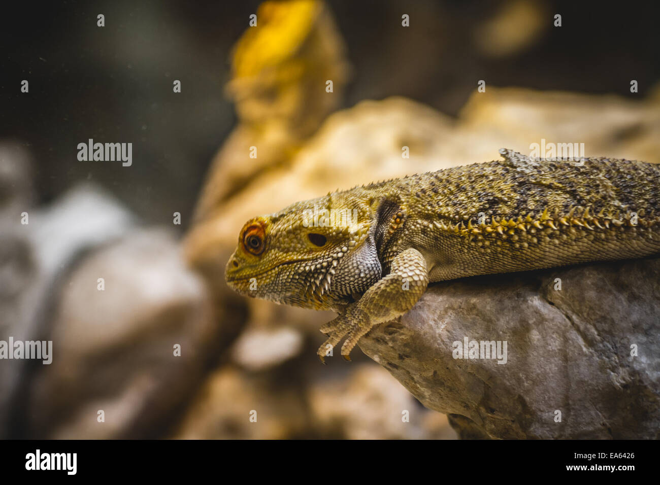 scaly lizard skin resting in the sun Stock Photo - Alamy