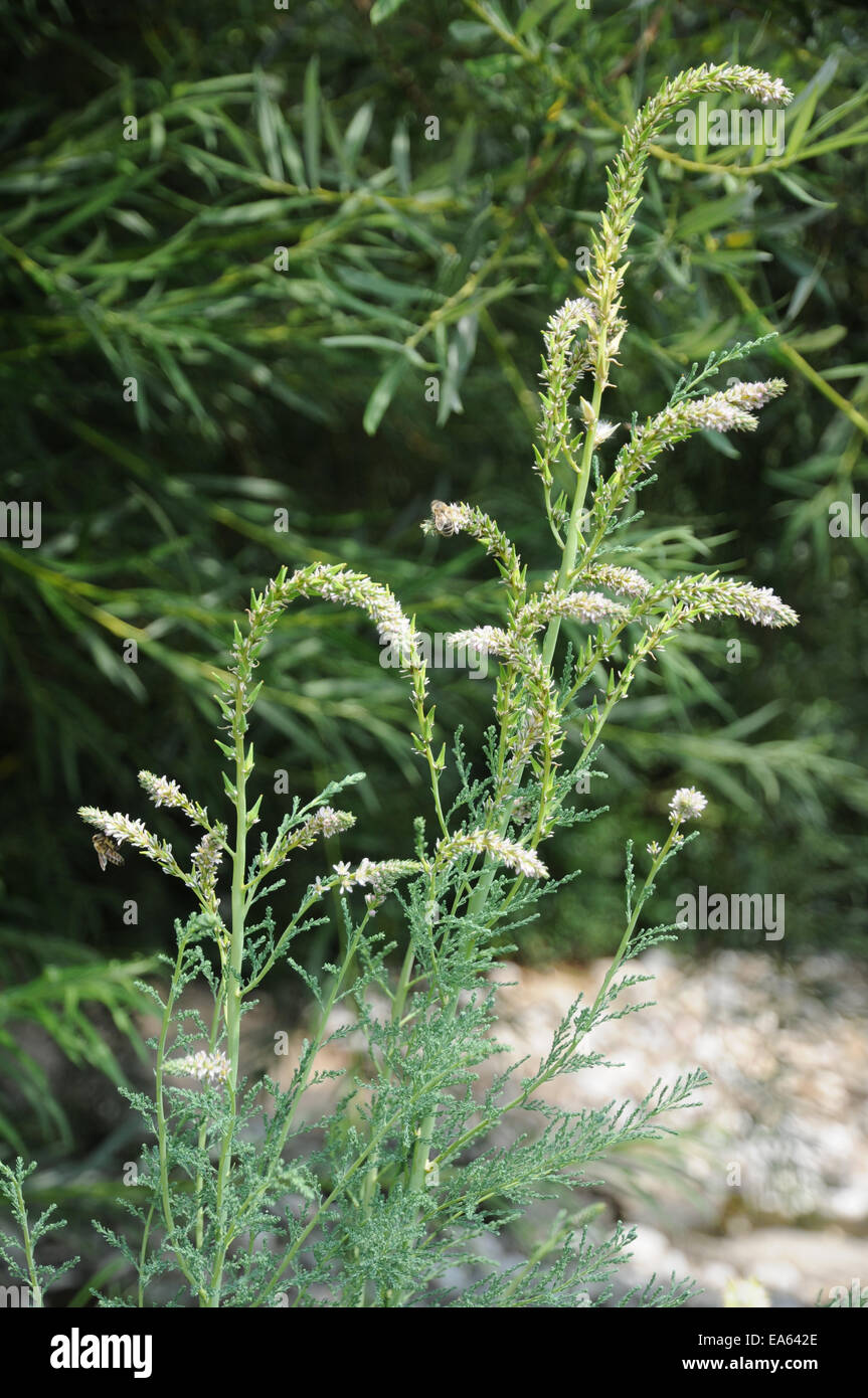 Myricaria germanica hi-res stock photography and images - Alamy