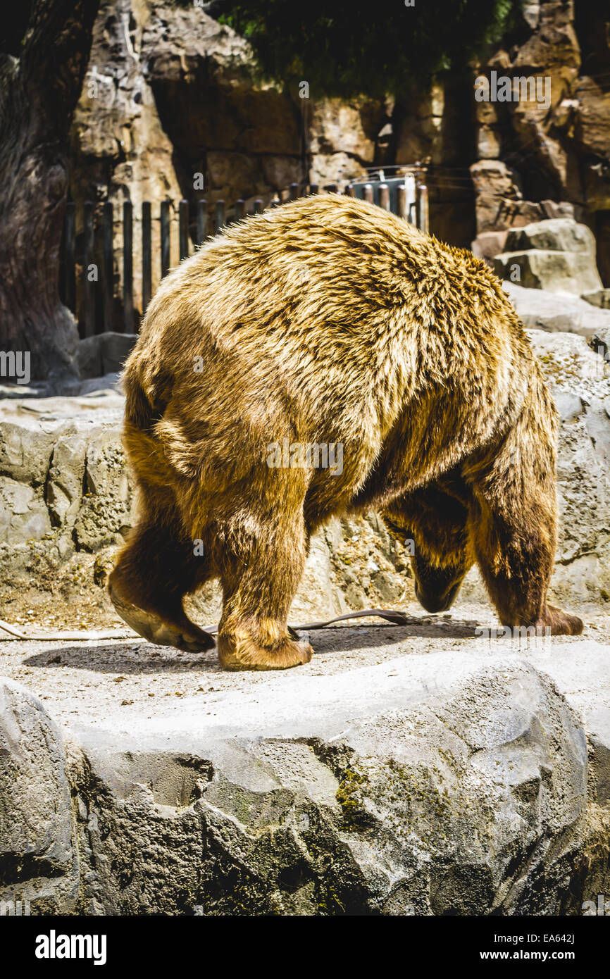 Laying grizzly bear looking up hi-res stock photography and images - Alamy