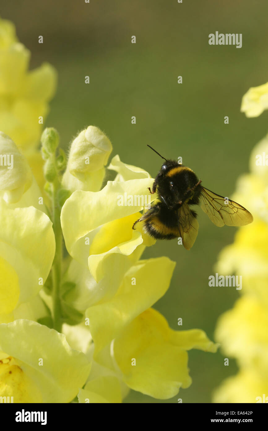 Snapdragon bee pollen hi-res stock photography and images - Alamy