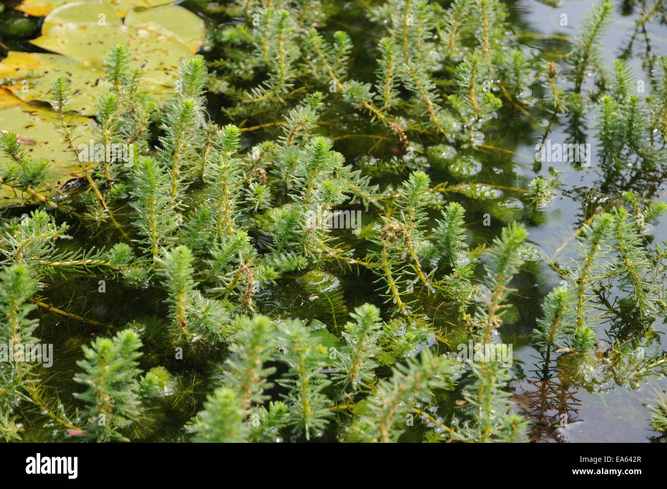 Eurasian watermilfoil hi-res stock photography and images - Alamy