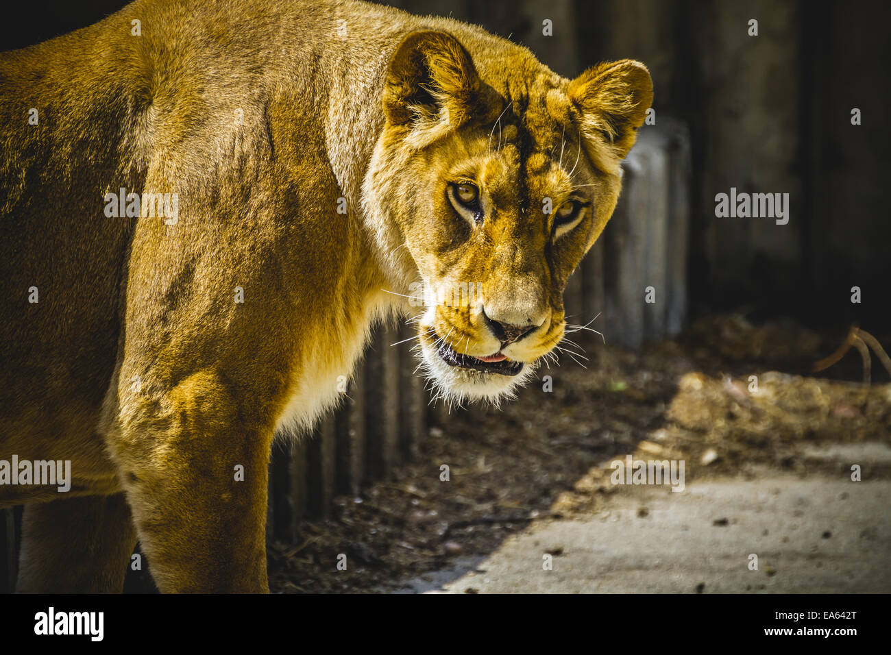 hunter, lioness in a zoo park Stock Photo - Alamy