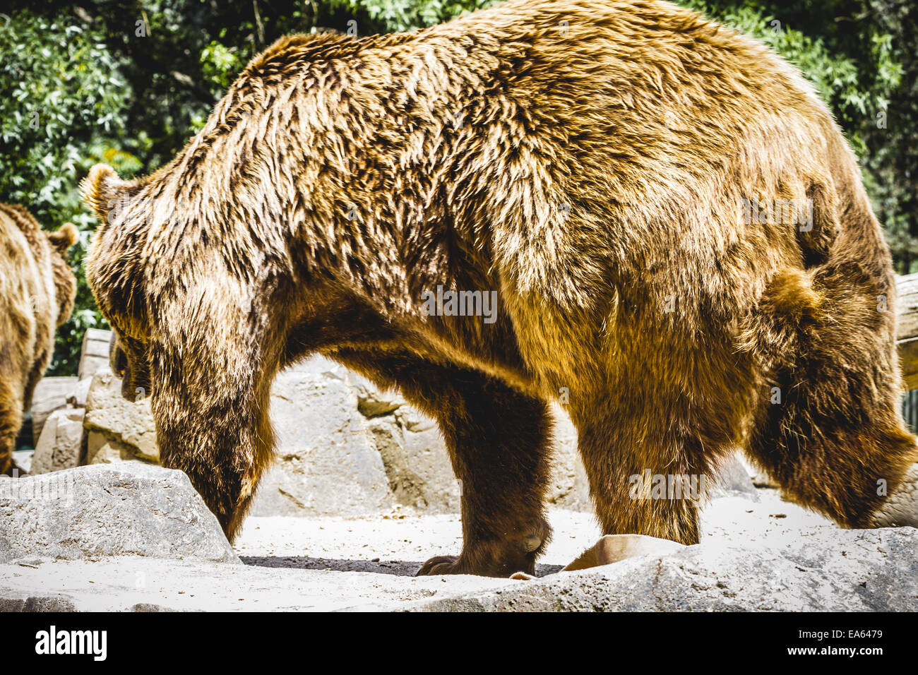 beautiful and furry brown bear, mammal Stock Photo - Alamy