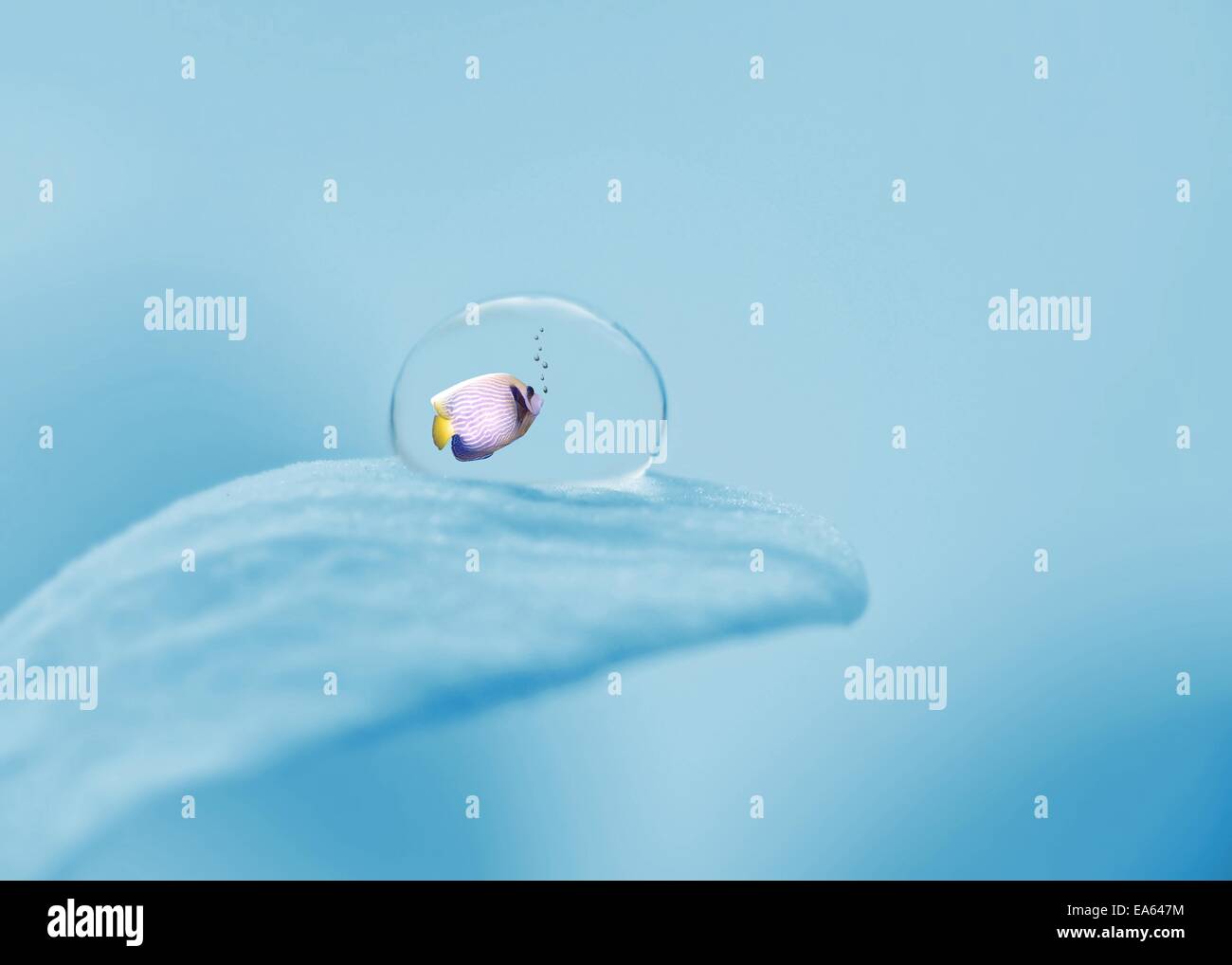 Fish drops hi-res stock photography and images - Alamy