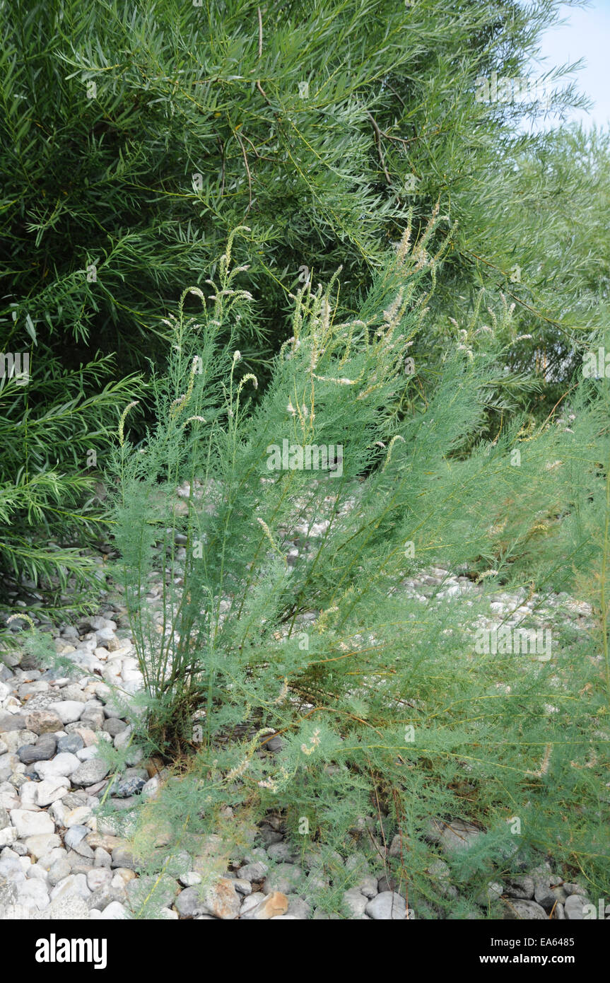 Myricaria germanica hi-res stock photography and images - Alamy