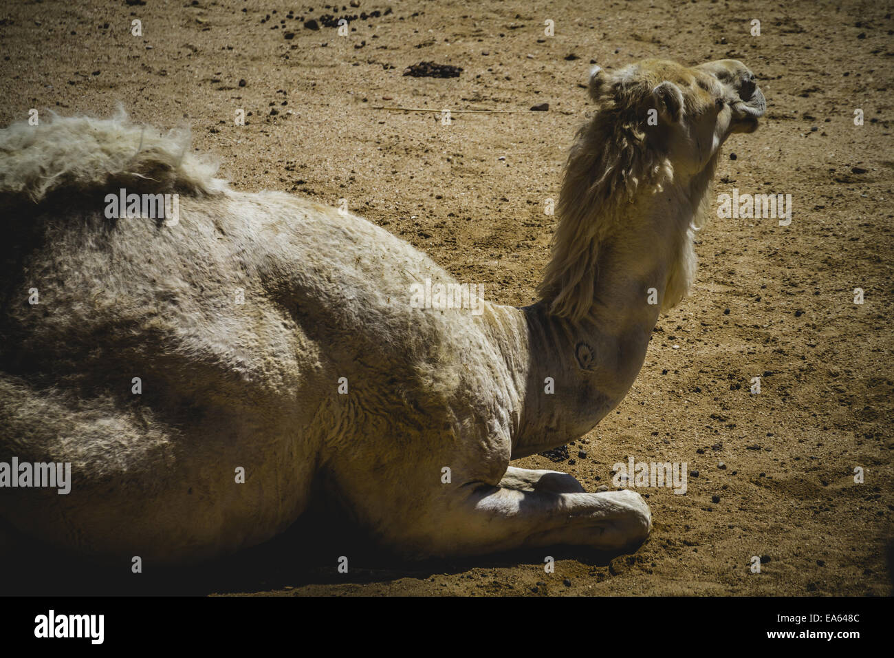 camel resting in the sun Stock Photo - Alamy