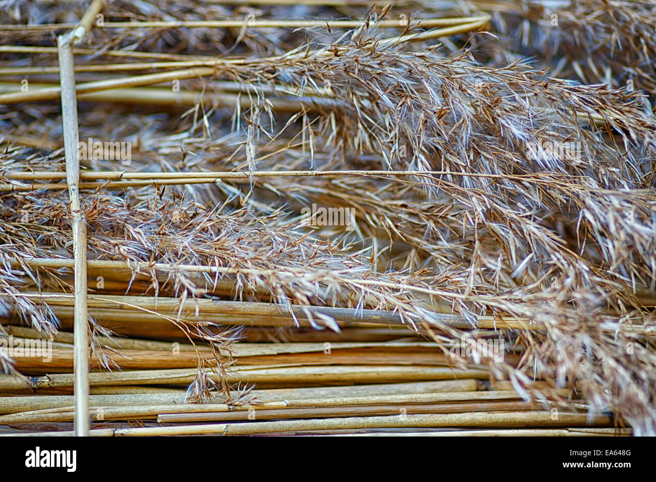 Reed rooftops hi-res stock photography and images - Alamy