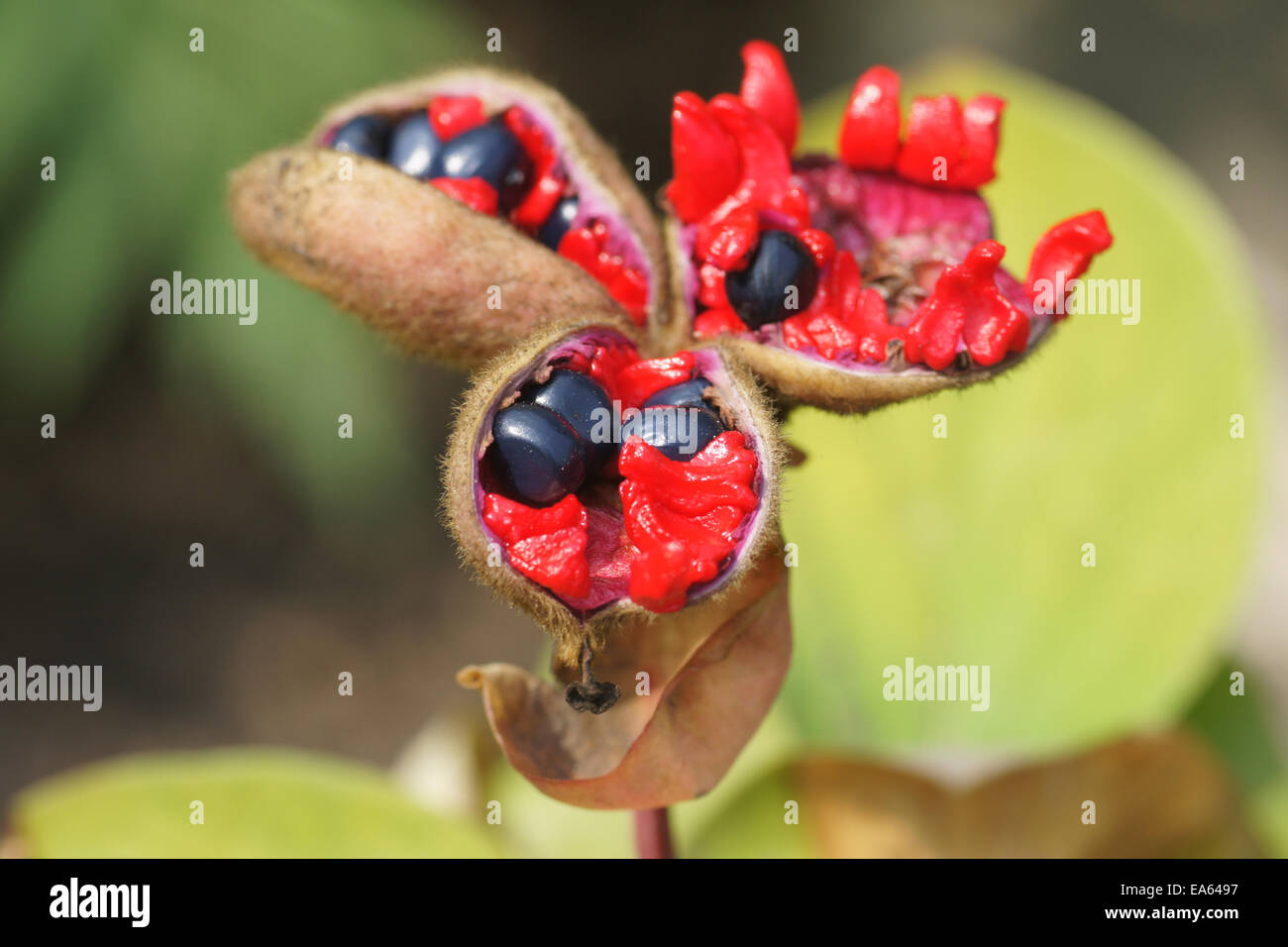Caucasian peony, seeds Stock Photo - Alamy