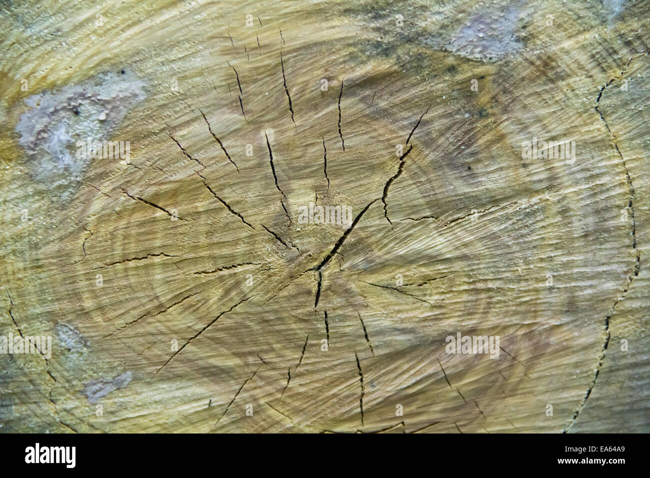 Brown texture stem tree Stock Photo - Alamy