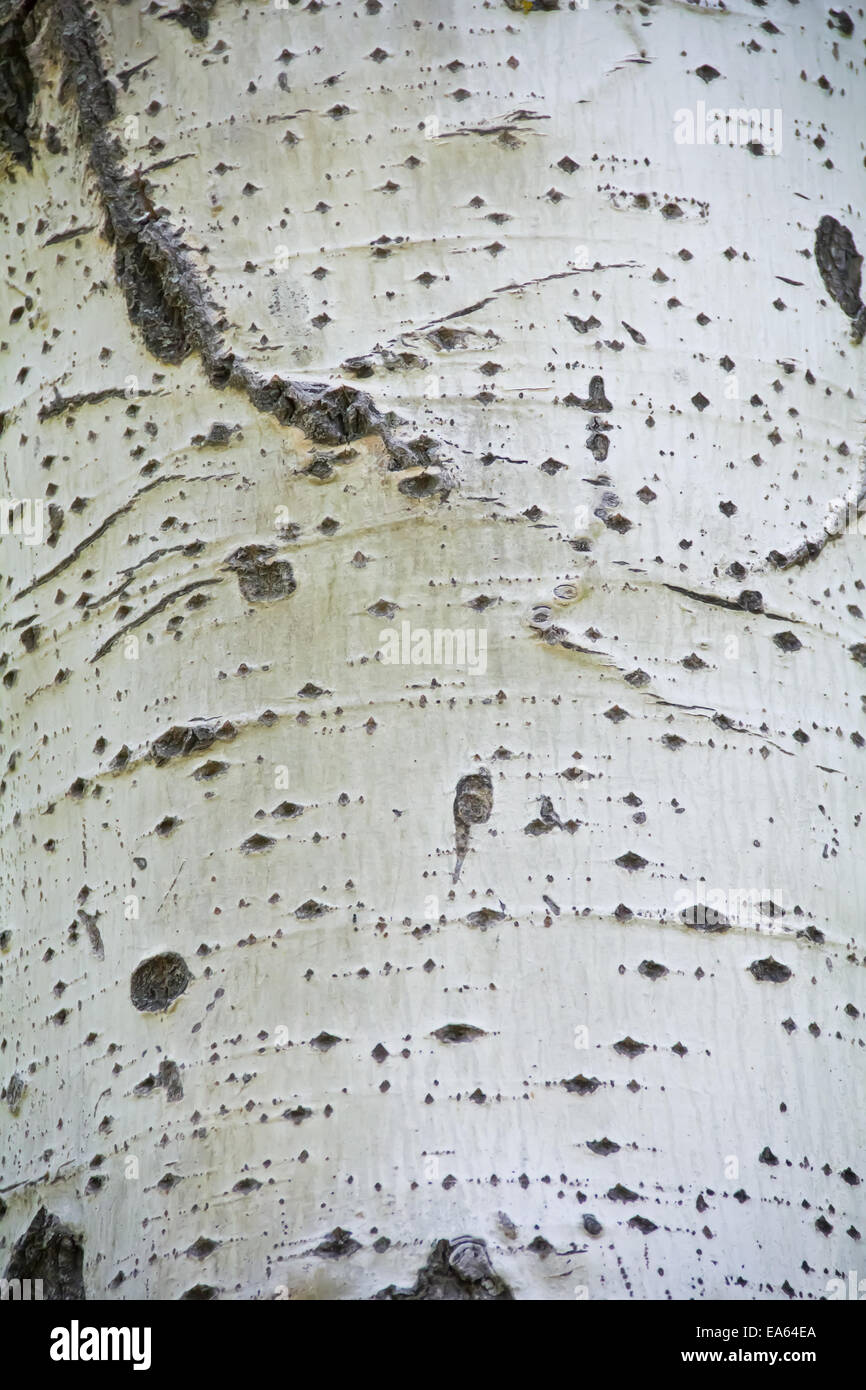 Stem texture hi-res stock photography and images - Alamy