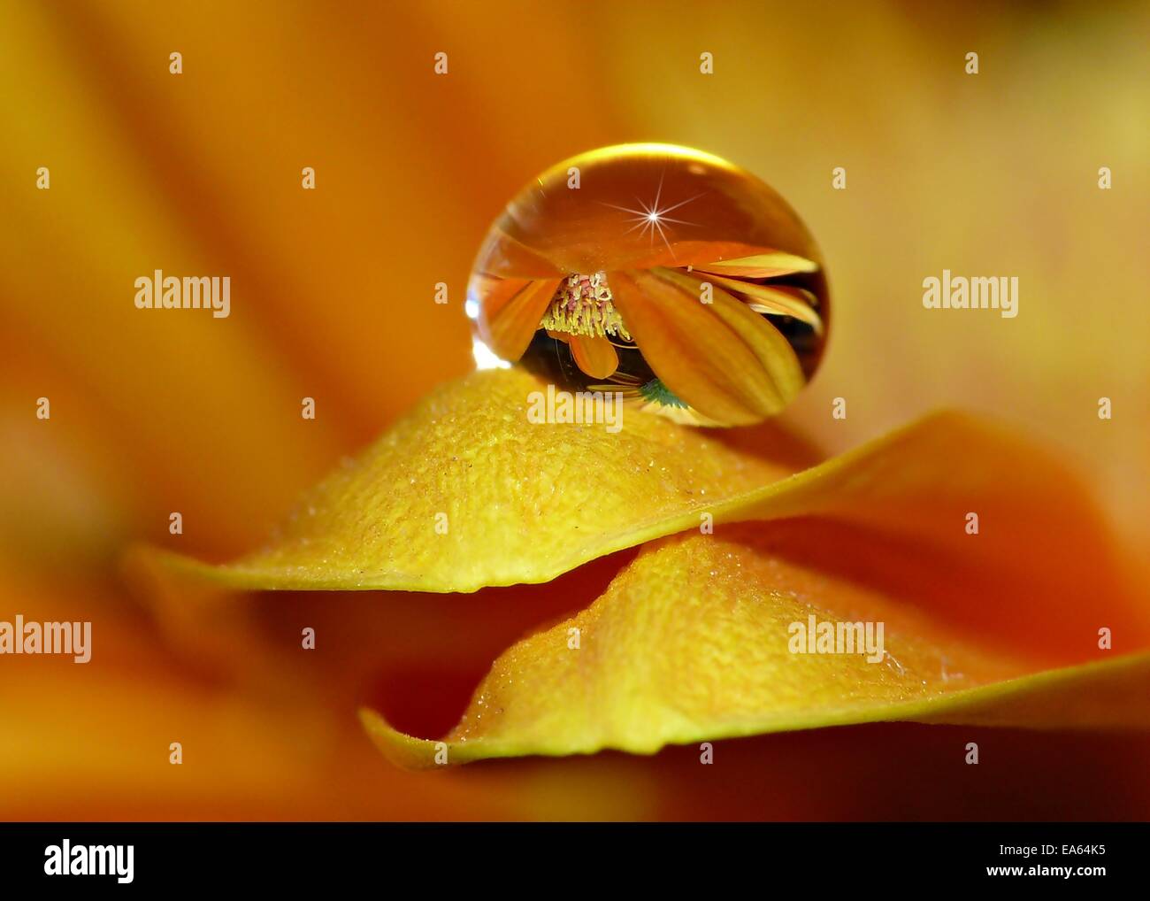 Organic waterdrops hi-res stock photography and images - Alamy