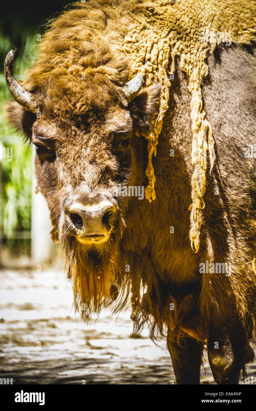 Bison horn hi-res stock photography and images - Alamy